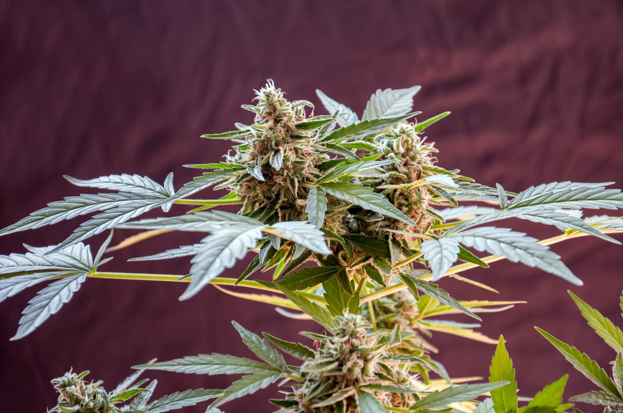 Strain Spotlight: Why Moonbow Is Out of This World | Pro Gro Cannabis