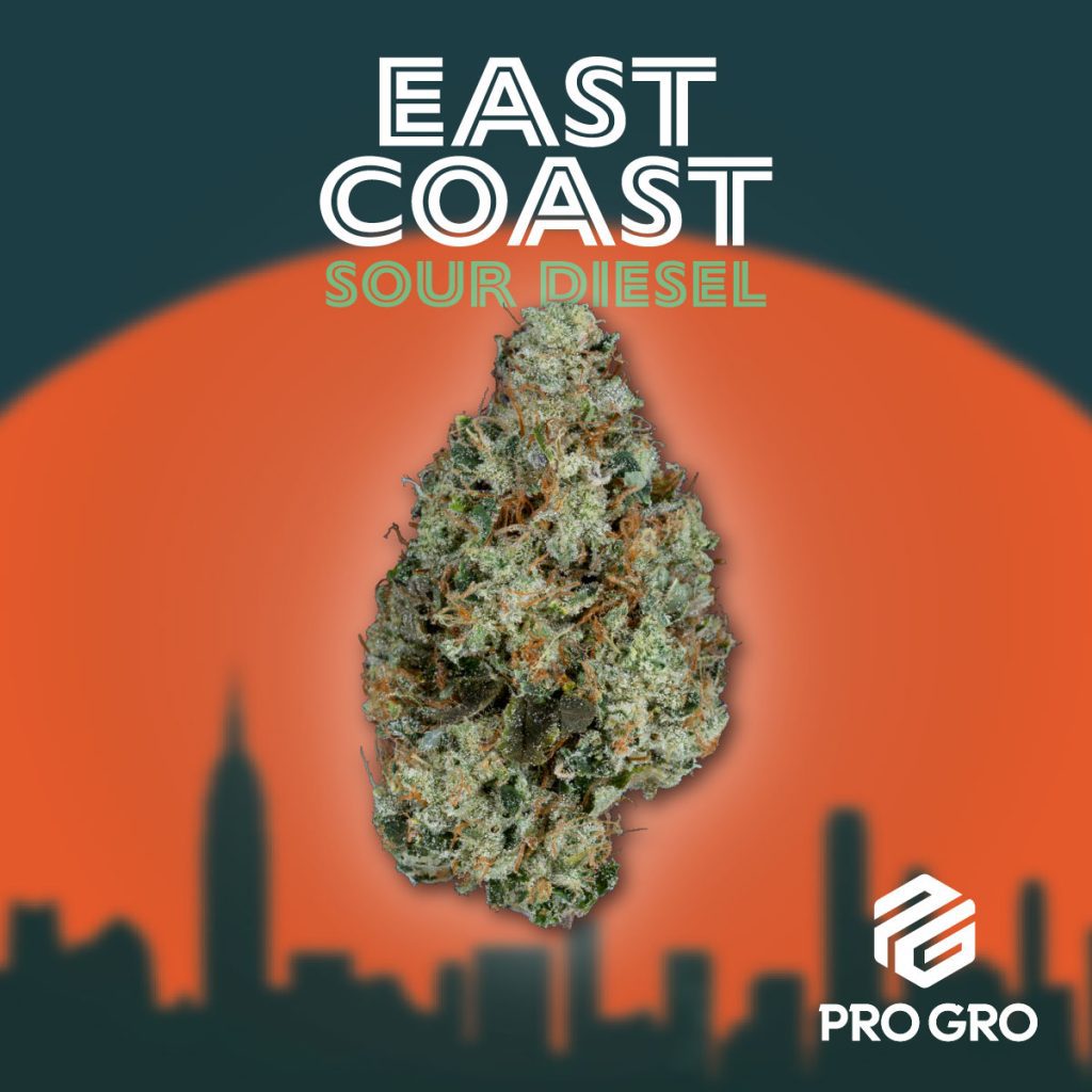 East Coast Sour Diesel – Bold Sativa Energy | Pro Gro Cannabis