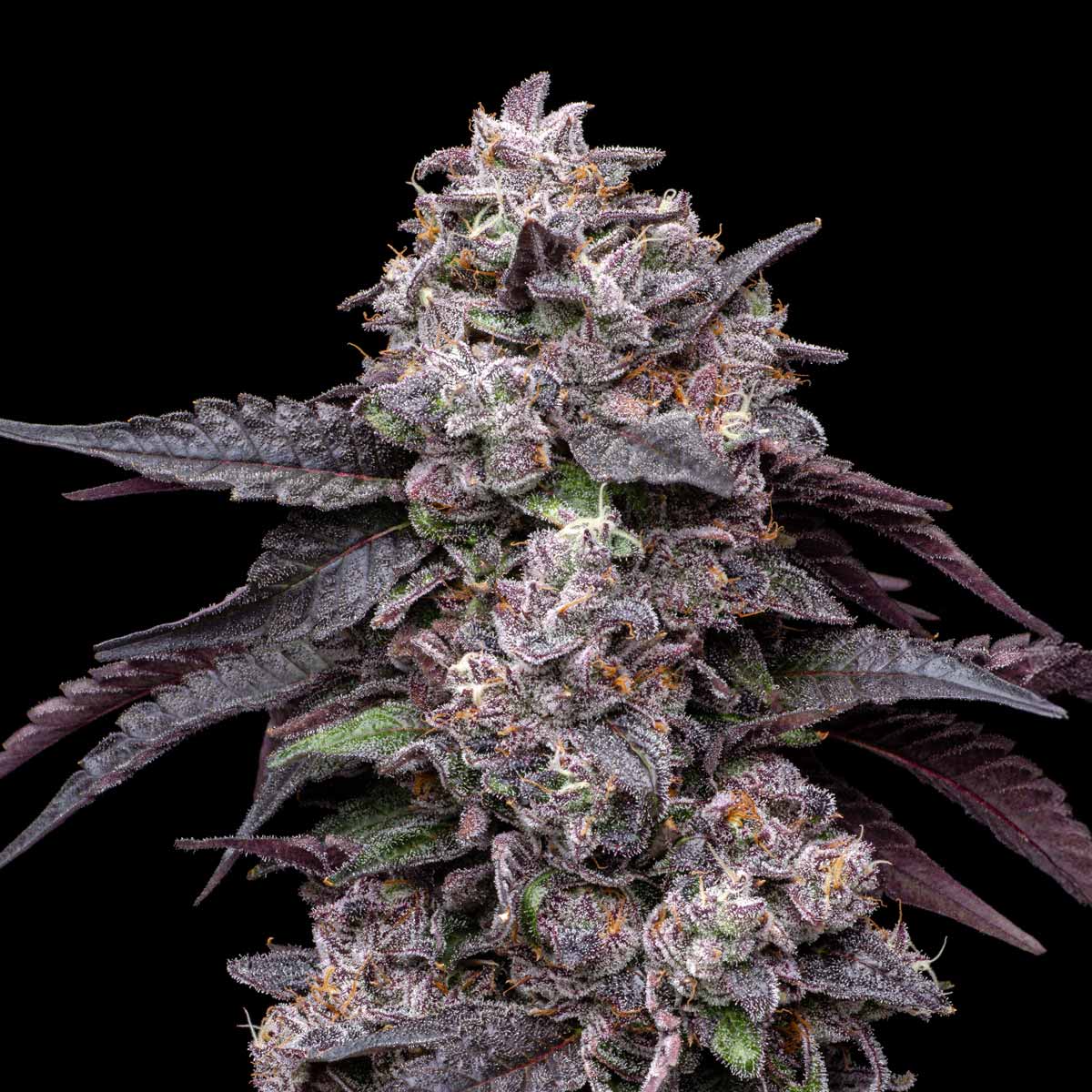 Sherb Cream Pie Strain – Dessert Aroma | Pro Gro Cannabis